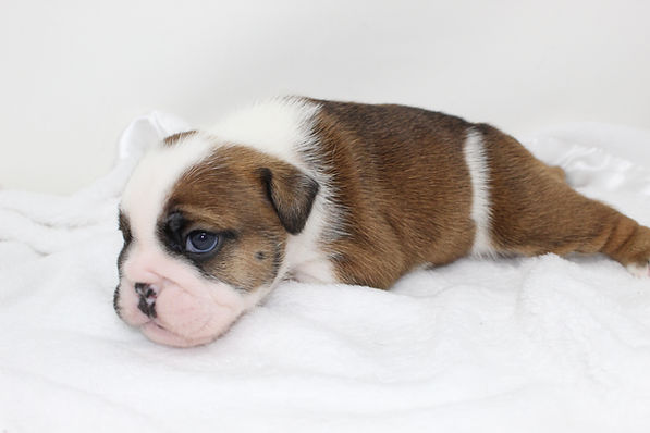 Bulldog Puppies for Sale | Smashed Faced Babies | English Bulldog Breeder