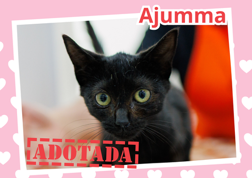Ajumma | Gatópoles