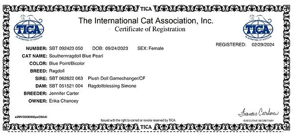 Pearl | Blue Pearl Ragdolls