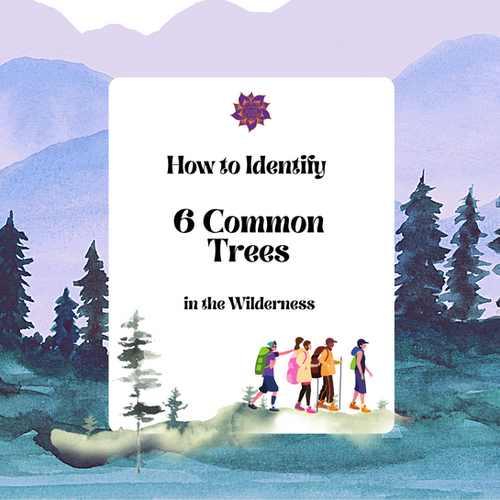 How to Identify 6 Common Trees Guide | Fearless Lotus