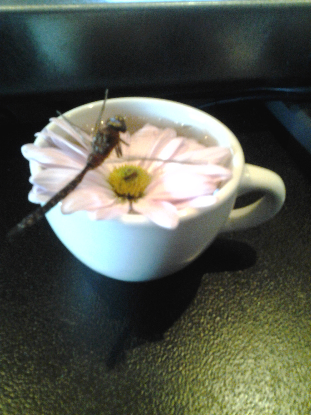 Homestyle neighborhood Italian restaurant | Caffe Biaggio, Saint Paul