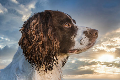 Home | Nick Ridley Photography