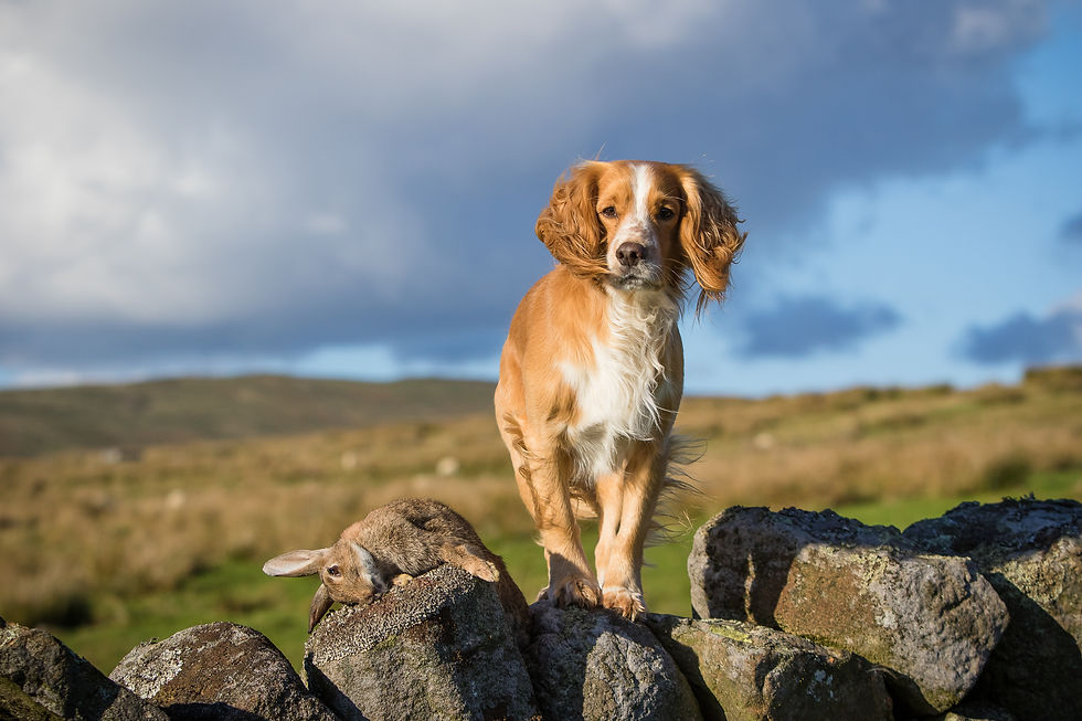 Client Galleries | Nick Ridley Photography