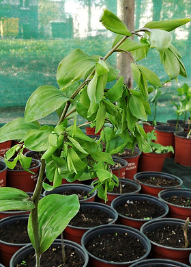 polygonatum multiflorum native range