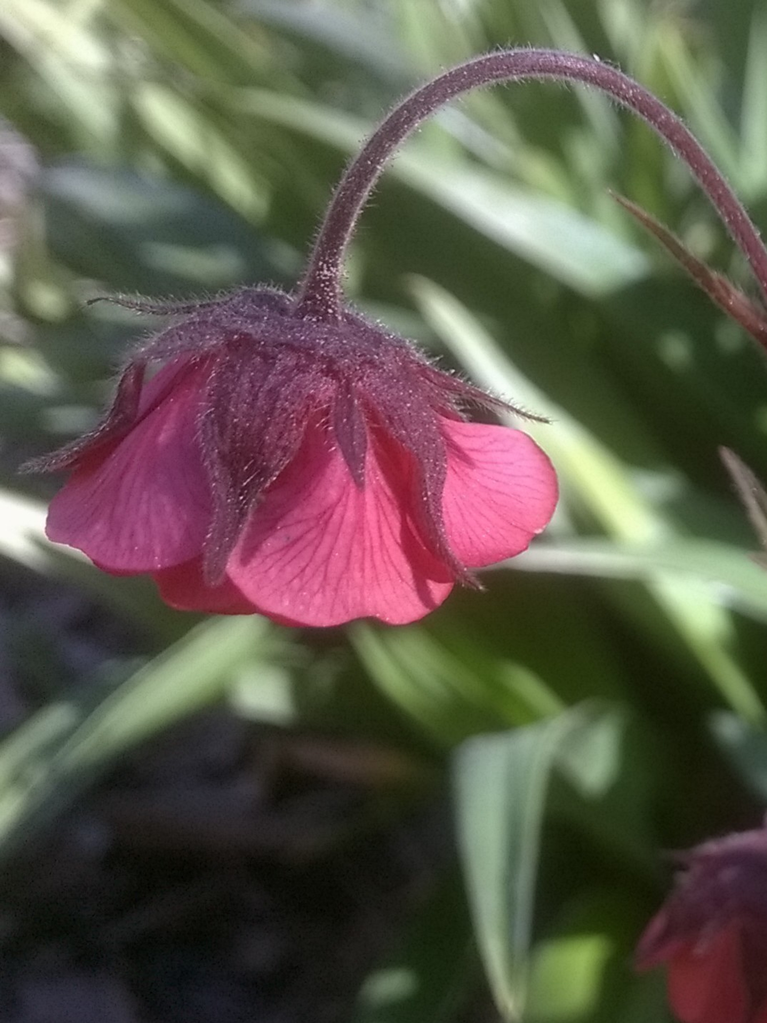 Geum rivale ‘Leonard Variety’ | V.G. - Rare plant nursery