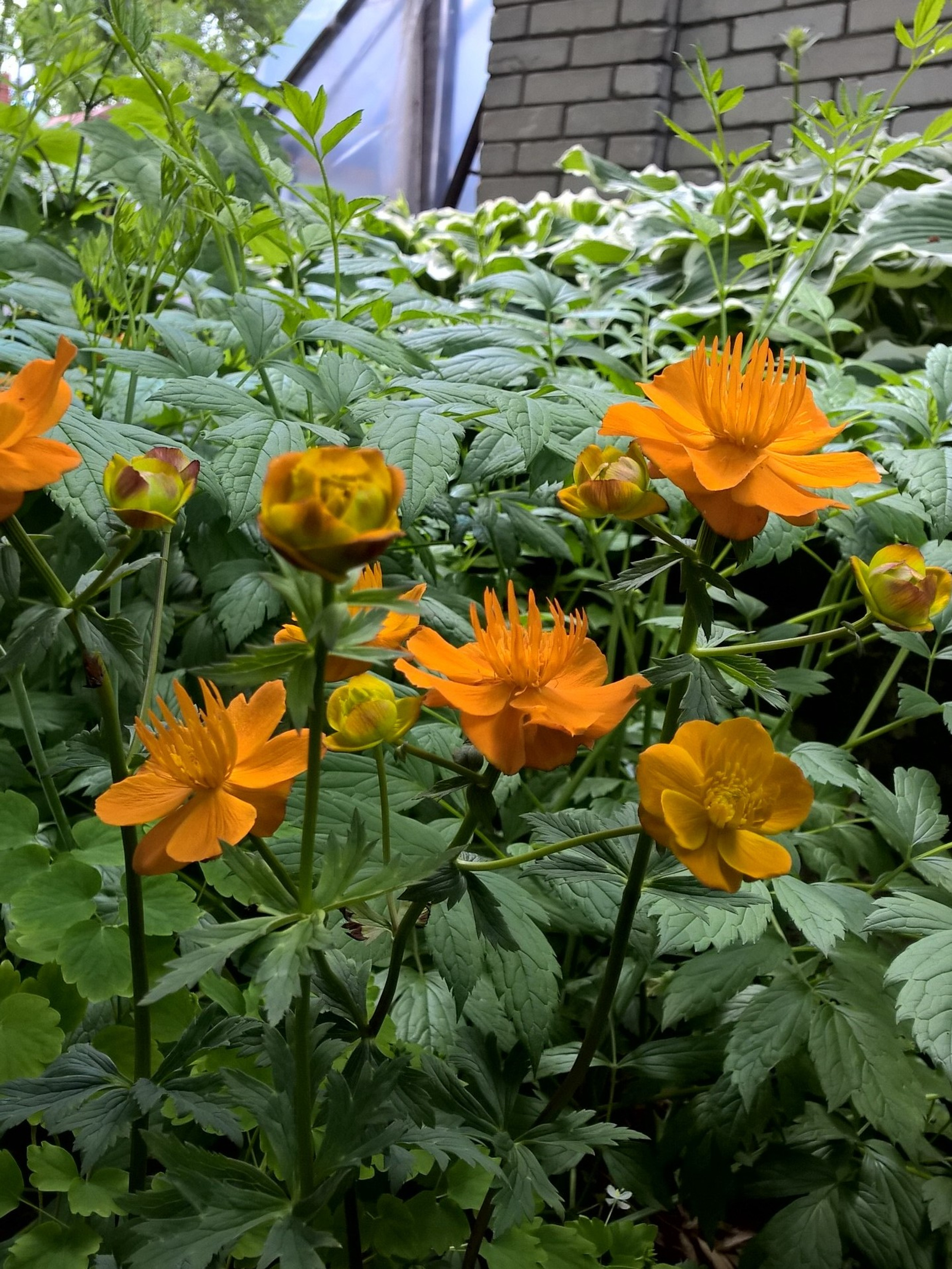 Trollius macropetalus | V.G. - Rare plant nursery