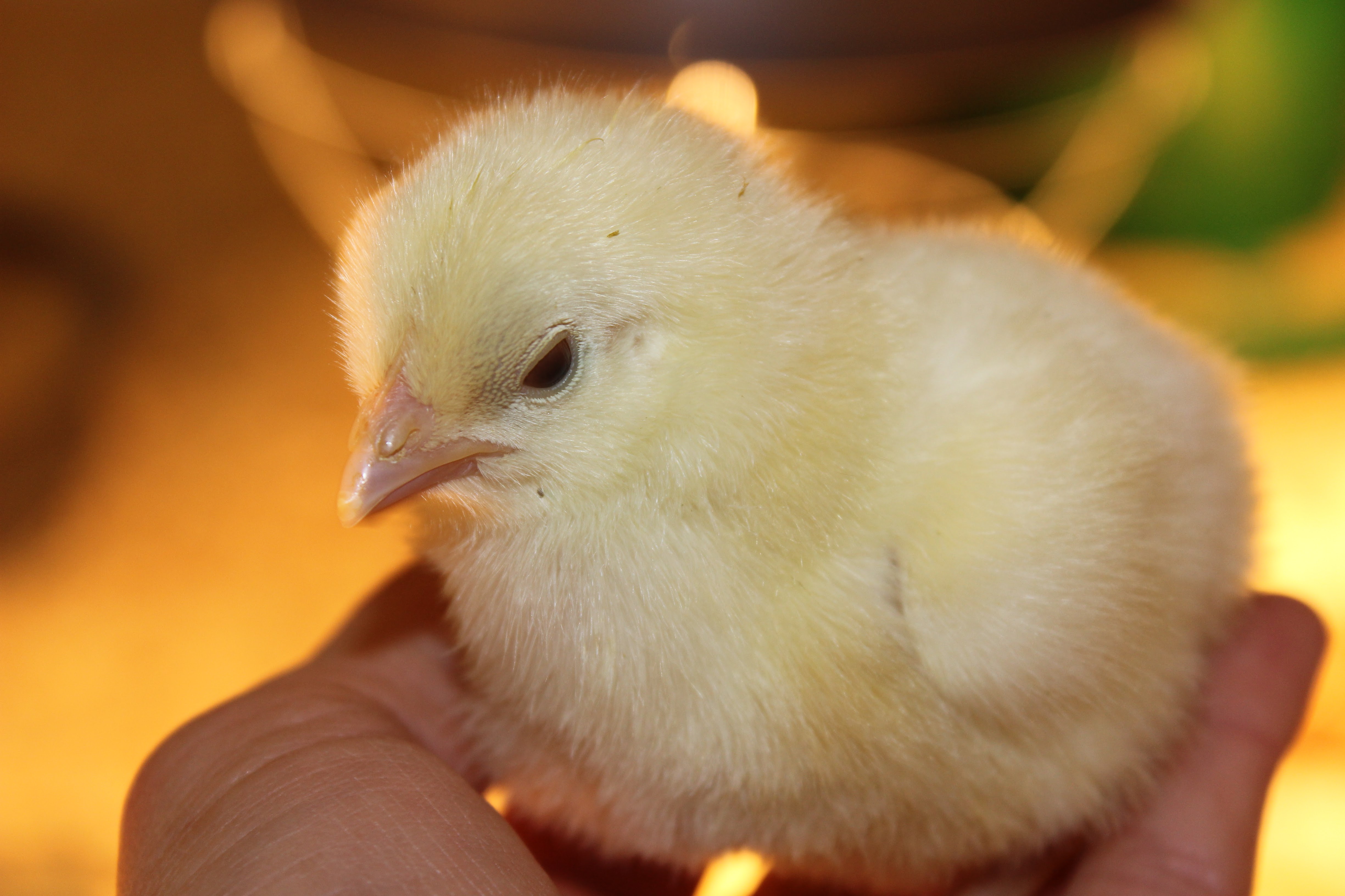 Farm to Fork | Pork | Chicken | Eggs | Vegtables | Huron County