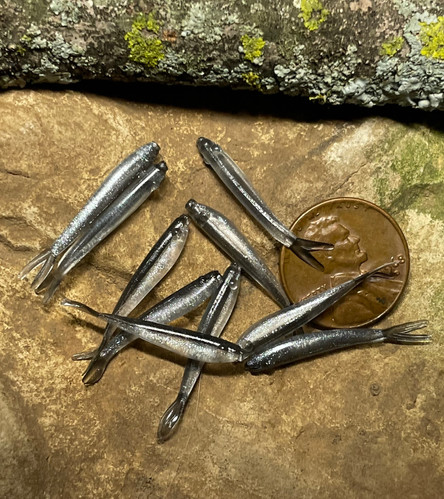 The Perfect Imitator – Pearl & Black Minnow for Pressured Fish