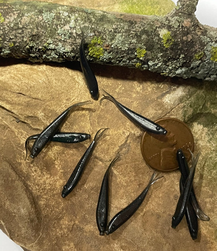 Handcrafted Mini Black Minnows – 1" Finesse Lures | Family Fishin