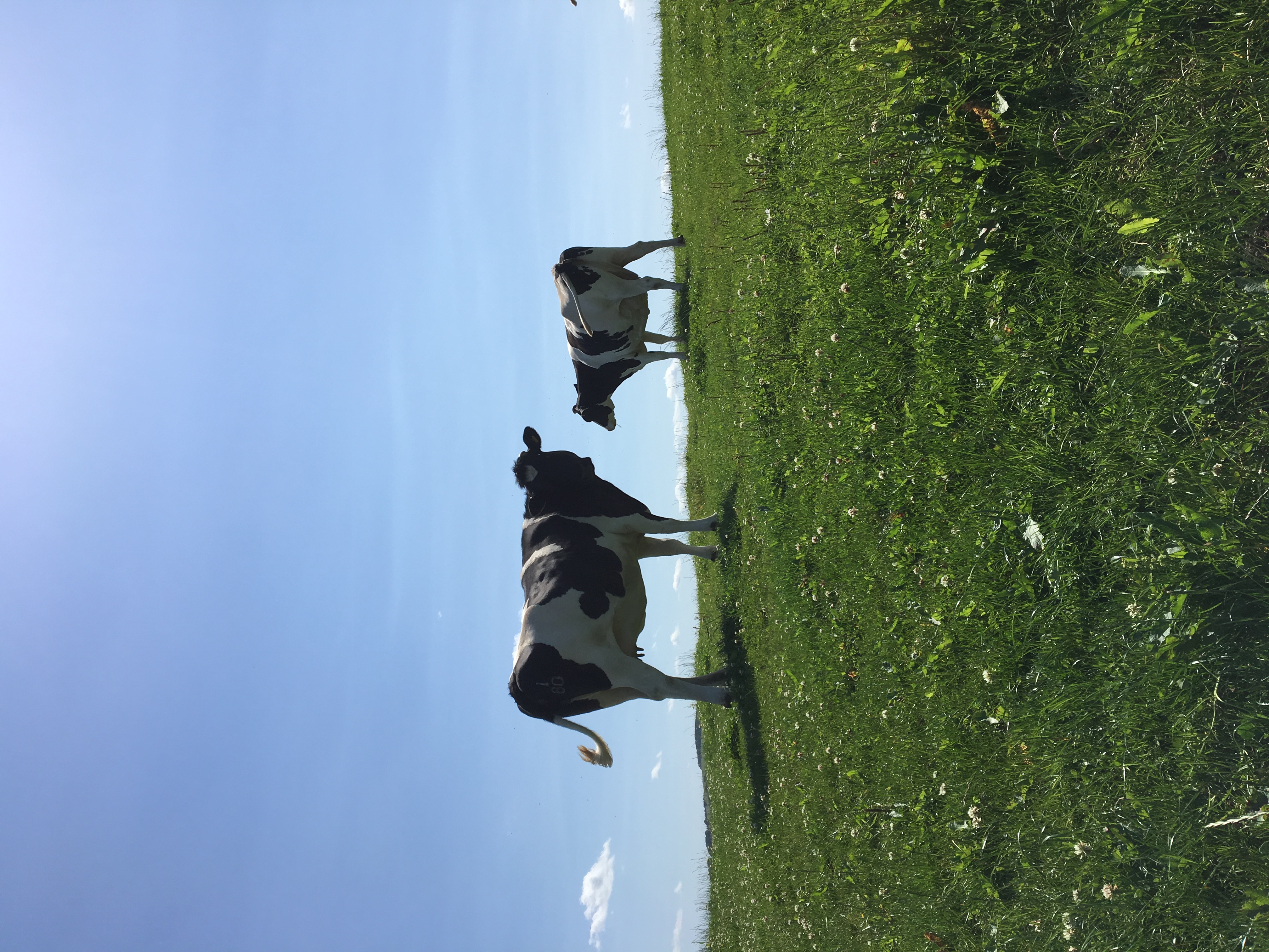 Forest Farm - The Organic Dairy