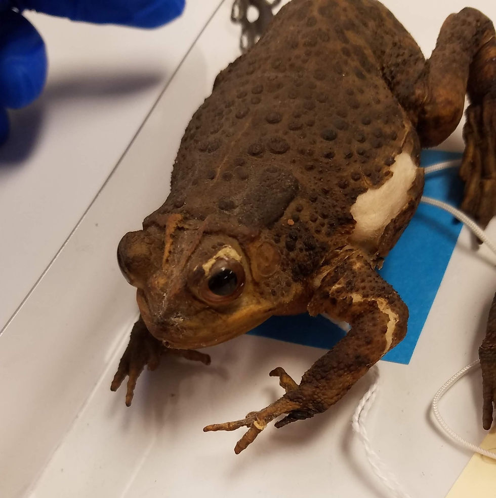 Conservation Treatments | Portfolio