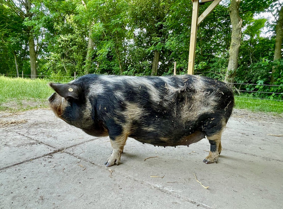 EDNA | Villa Knorrebont