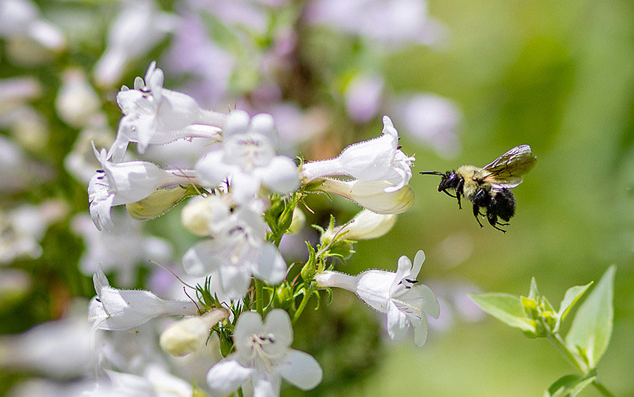 July 2023 Newsletter | Pollinator Pathway