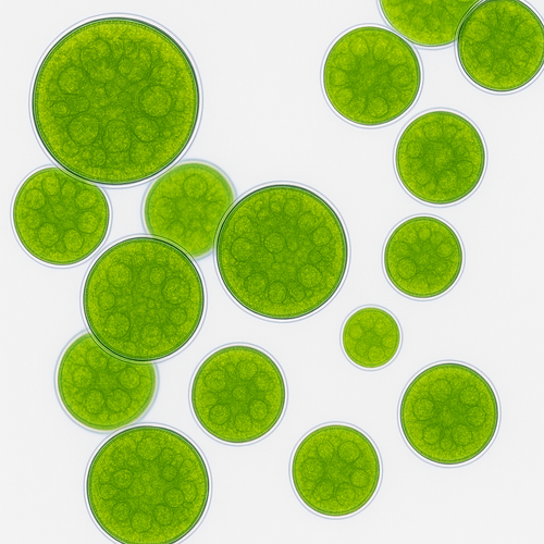 Cátalago de productos y servicios | Gexus Mexico