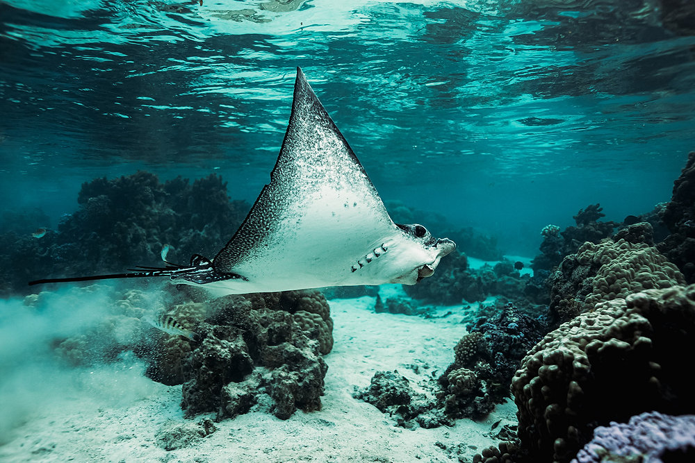 The types of rays in Moorea