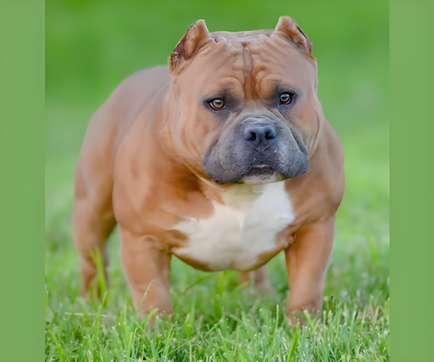 Bully Market | American Bully Dogs