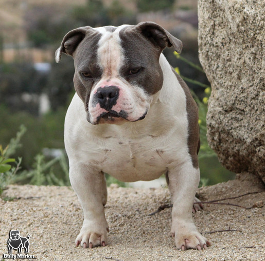 BULLY MARKETS DOGS | Bully Market