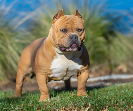 Bully Market | American Bully Dogs