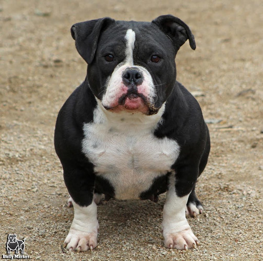 BULLY MARKETS DOGS | Bully Market