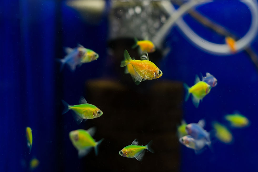 The Good, The Bad, And The Truth About GloFish | GloFish Care Guide ...