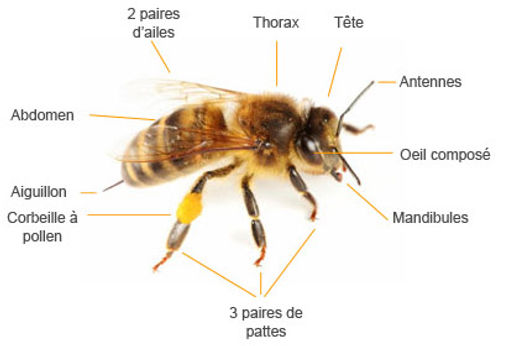 MORPHOLOGIE | abeilletpe