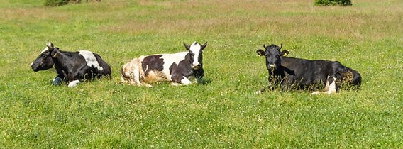 list five ruminant animals