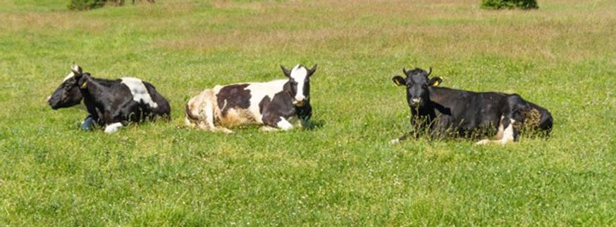 What animals have four stomach compartments?