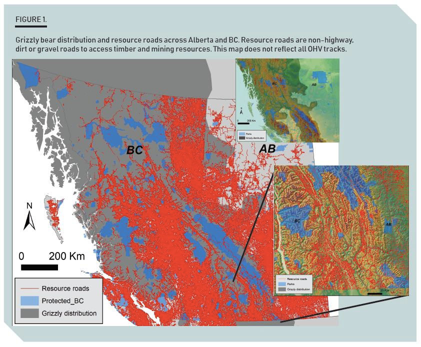 Can Canada Help the U.S. Recover Its Border Grizzly Bear Populations?