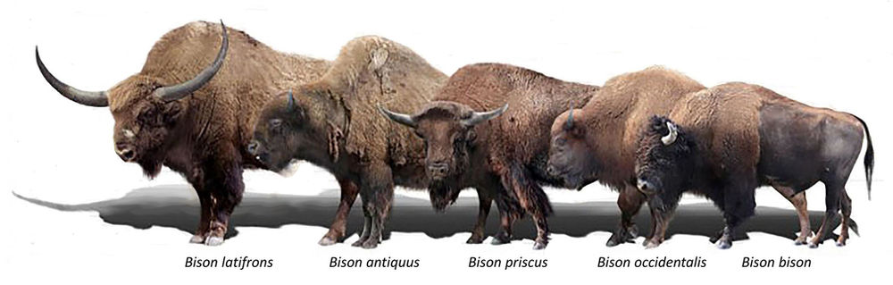 The Epic Shared Journey of Bison and Grizzly Bears