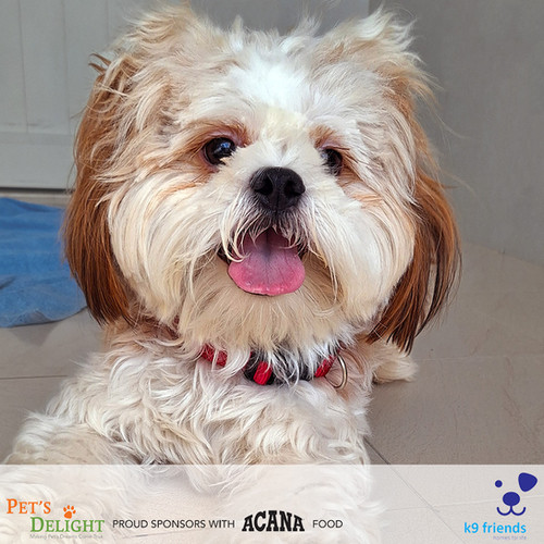 THE ROCK | K9 Friends