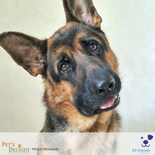 ACE | K9 Friends