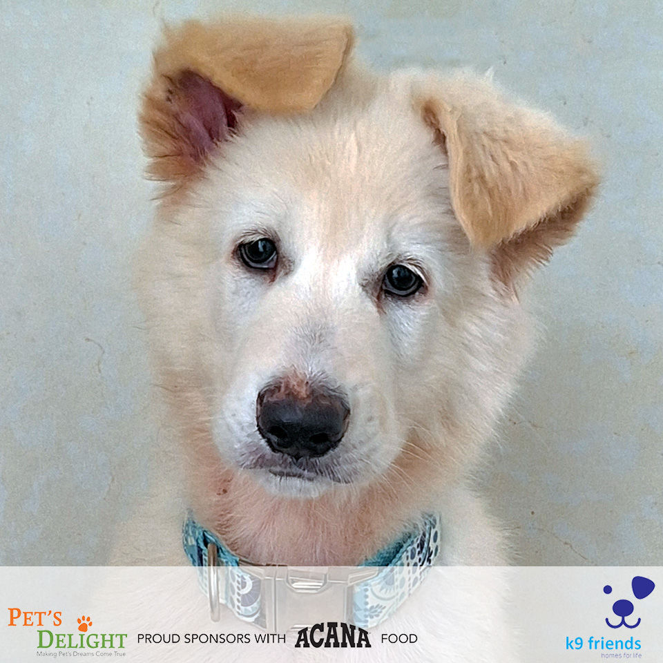 Our Dogs | K9 Friends