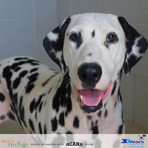 PERDITA | K9 Friends