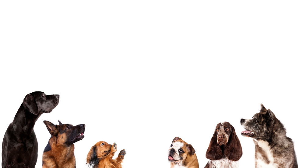 Dog Trainer | Pawsitive Beginnings Dog Training