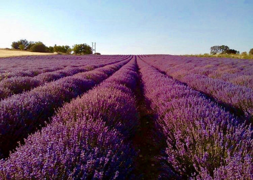 Bulgarian Lavender Reserve | Desrosiersintl