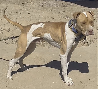 Available Puppies 1 | A Heart Of Stone Ken