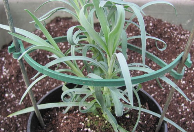 Receiving your Perpetual Carnations