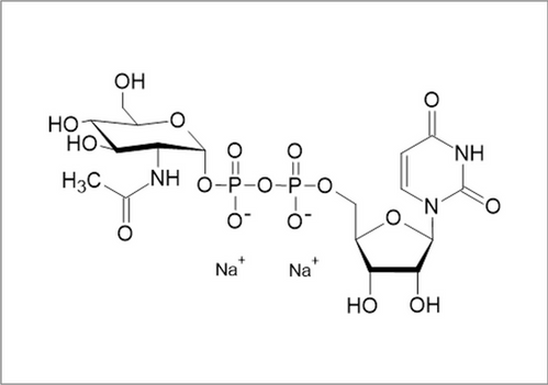 UDP-GlcNAc | Cost-effective nucleotide sugars for your R&D