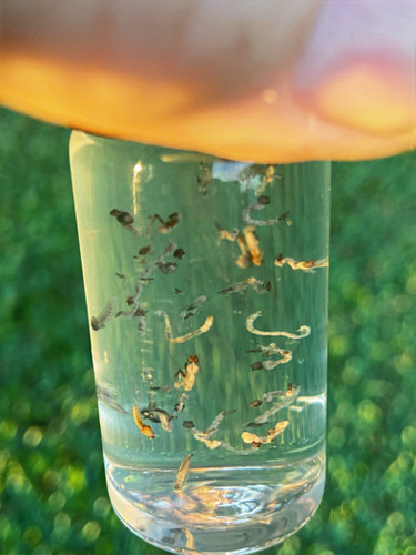 Mosquito Larvae | Termite Man