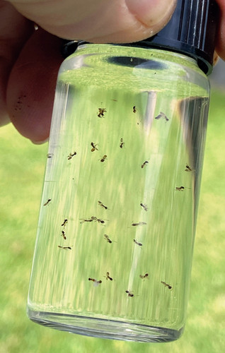 Ghost Ant Vial | Termite Man