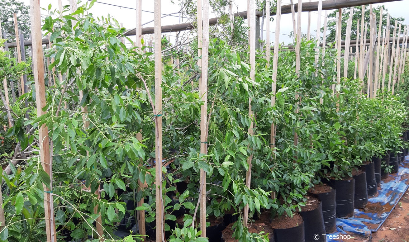 Catha edulis | Treeshop-indigenous