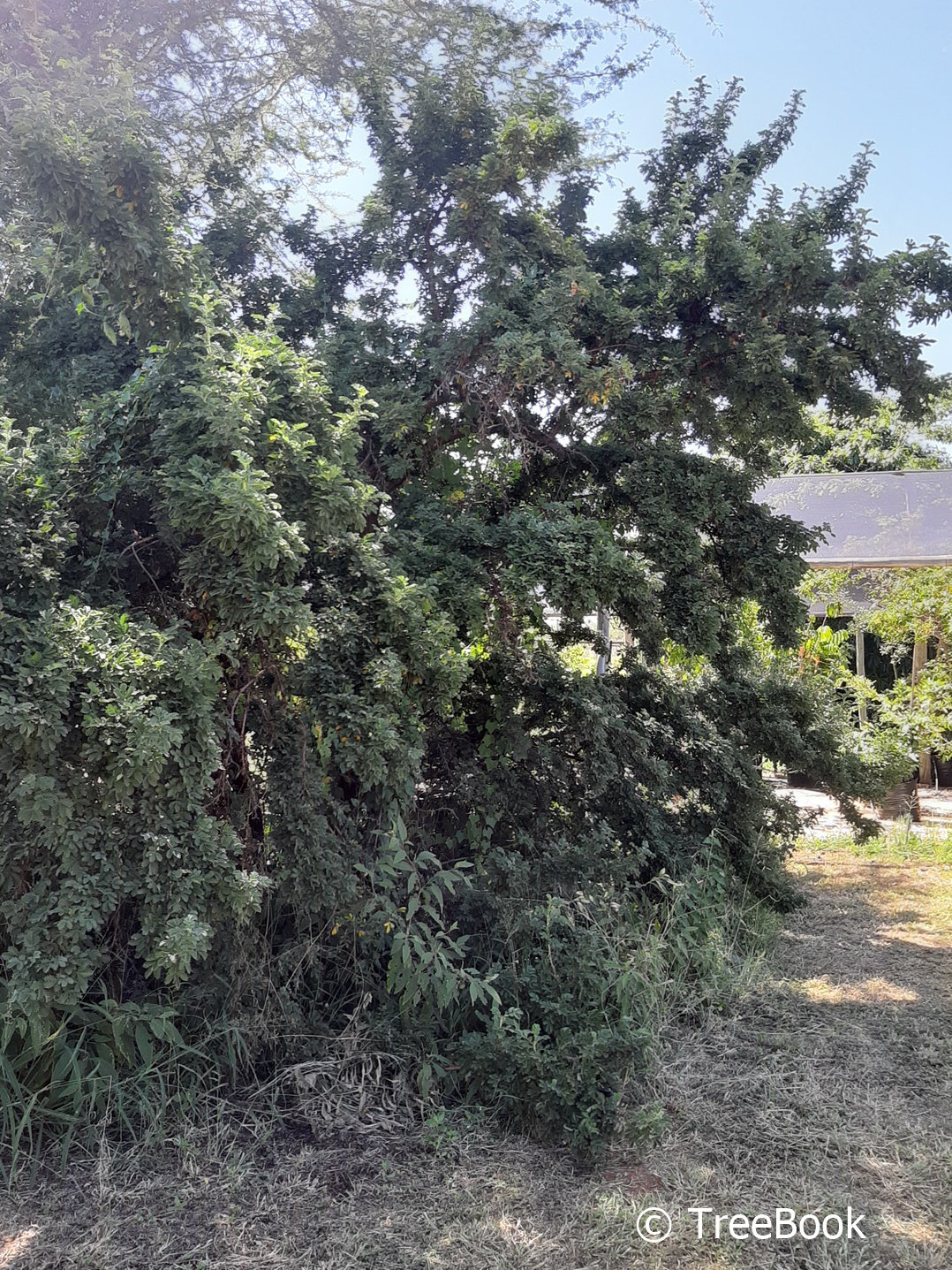 Leucosidea sericea | Old wood | Ouhout | TreeBook indigenous trees