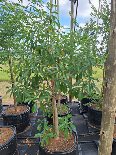 Adansonia digitata 100L bags | Baobab tree | Kremetart boom | Treeshop ...