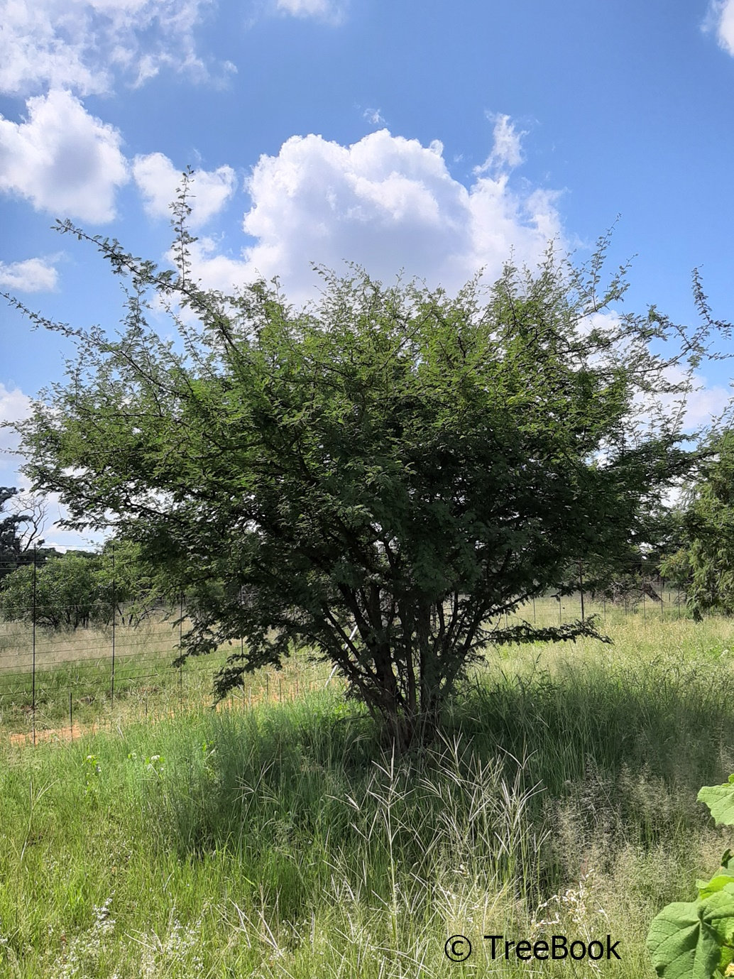 Dichrostachys cinerea | Sickle-bush | Sekelbos | TreeBook indigenous trees