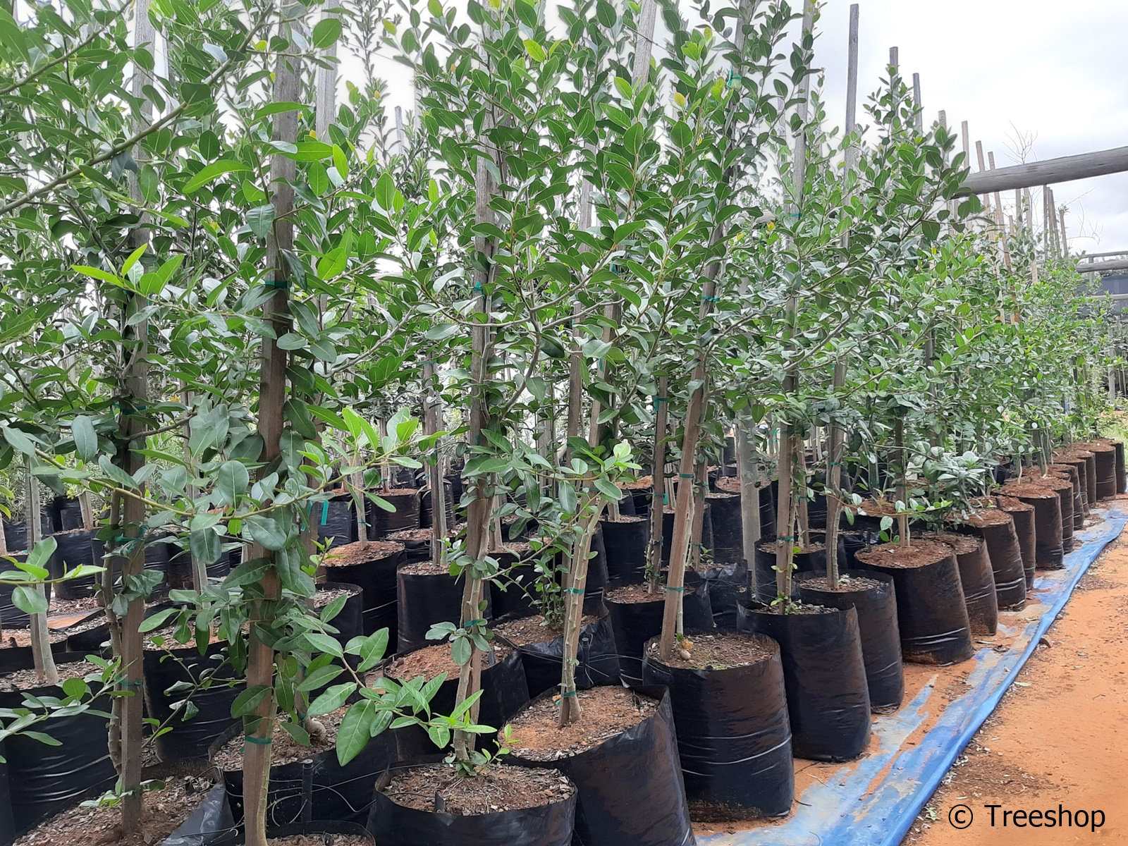 Apodytes dimidiata | Treeshop-indigenous