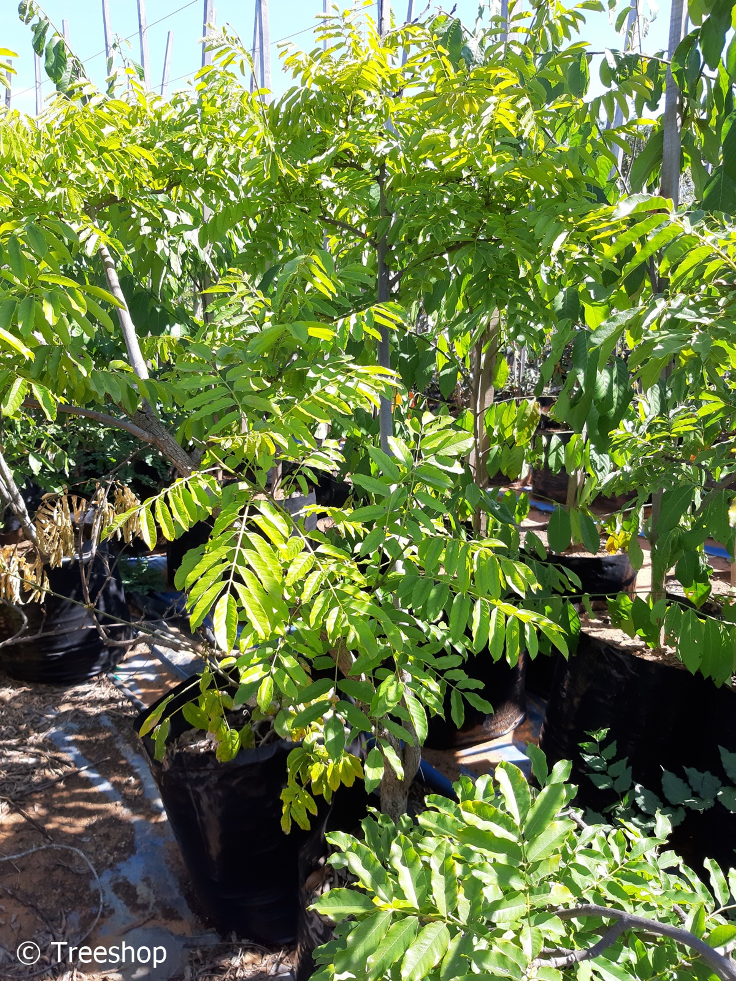 Buy Umzimbeet | Koop Umsambeet | Millettia grandis | Treeshop ...