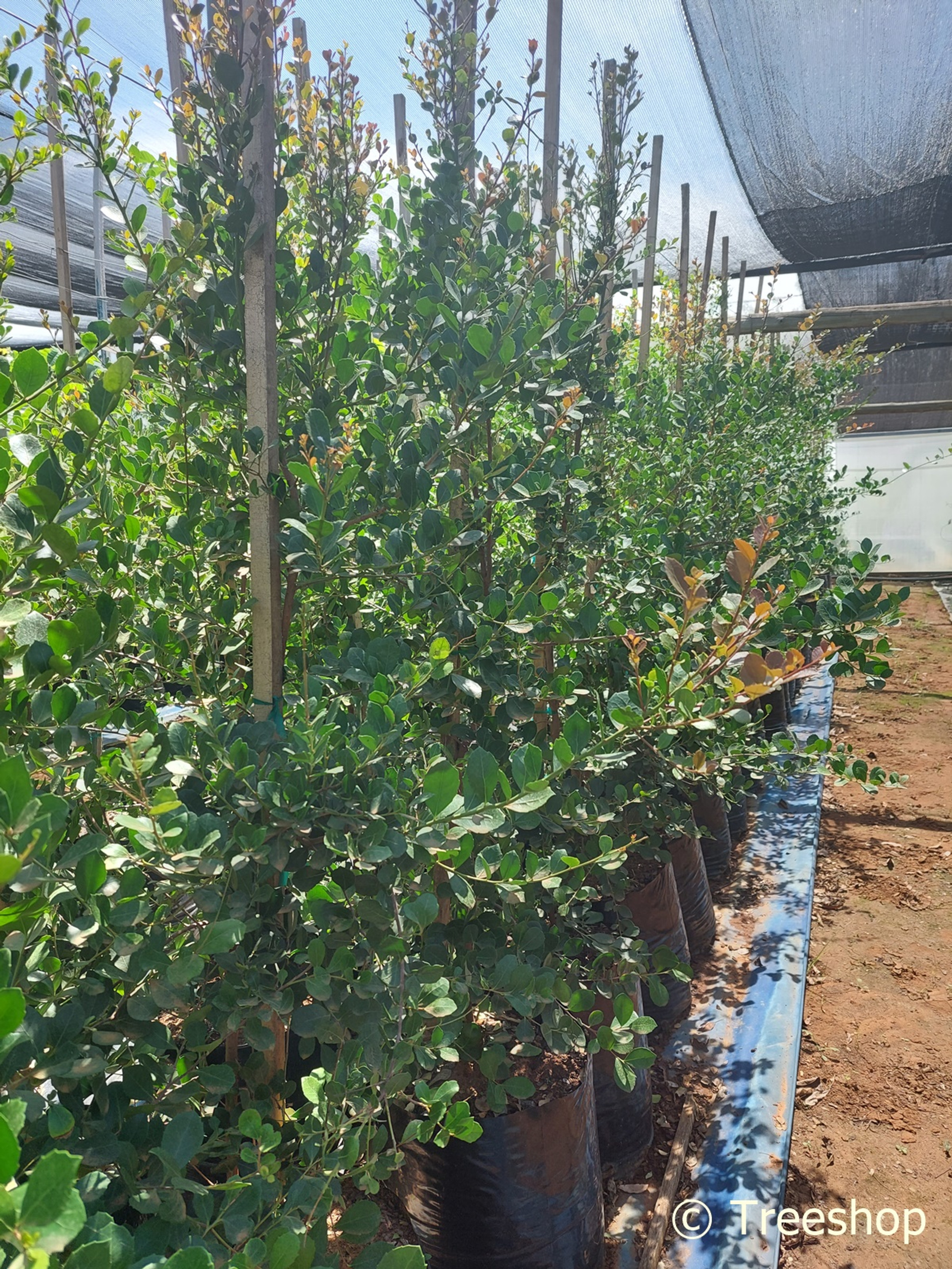 Buy Koko-tree| Koop Kokoboom | Maytenus undata | Treeshop