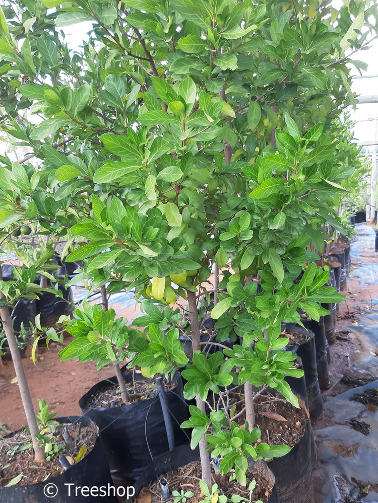 10 trees for small gardens in South Africa | Treeshop