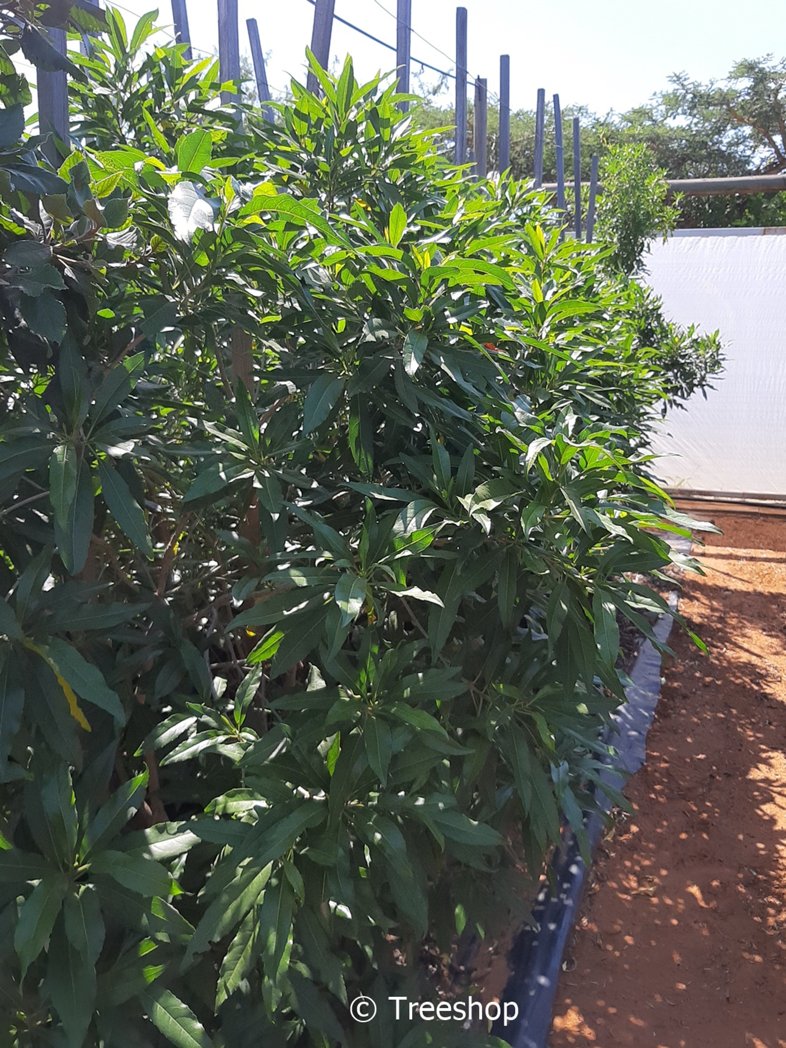 Inheemse bome te koop | Treeshop | Bosvlier | Nuxia floribunda