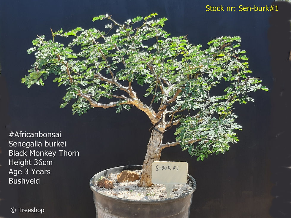 Treeshop's African Bonsai trees for sale | Pretoria, South Africa